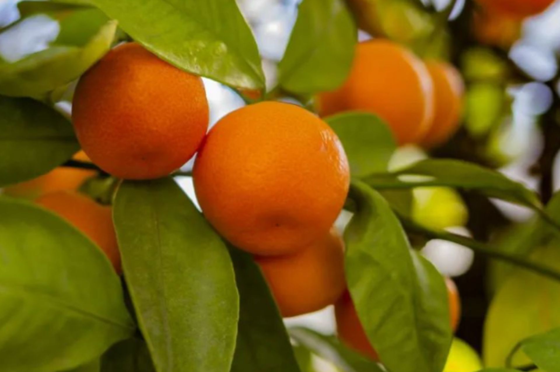 果實系列 彙整 - 樸真精油專家