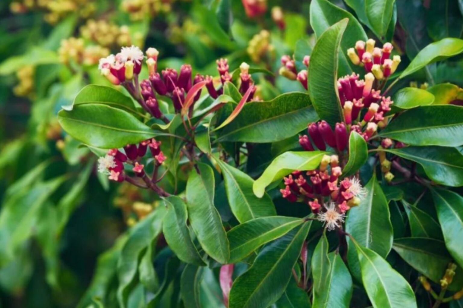 原料介紹｜丁香花苞 (Clove Bud) - 樸真精油專家